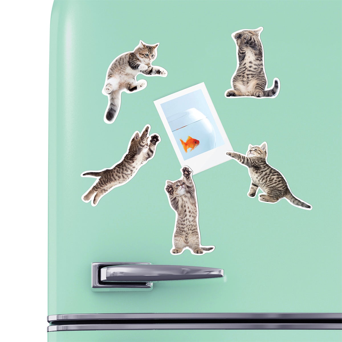 Action Cats Magnets | The Container Store